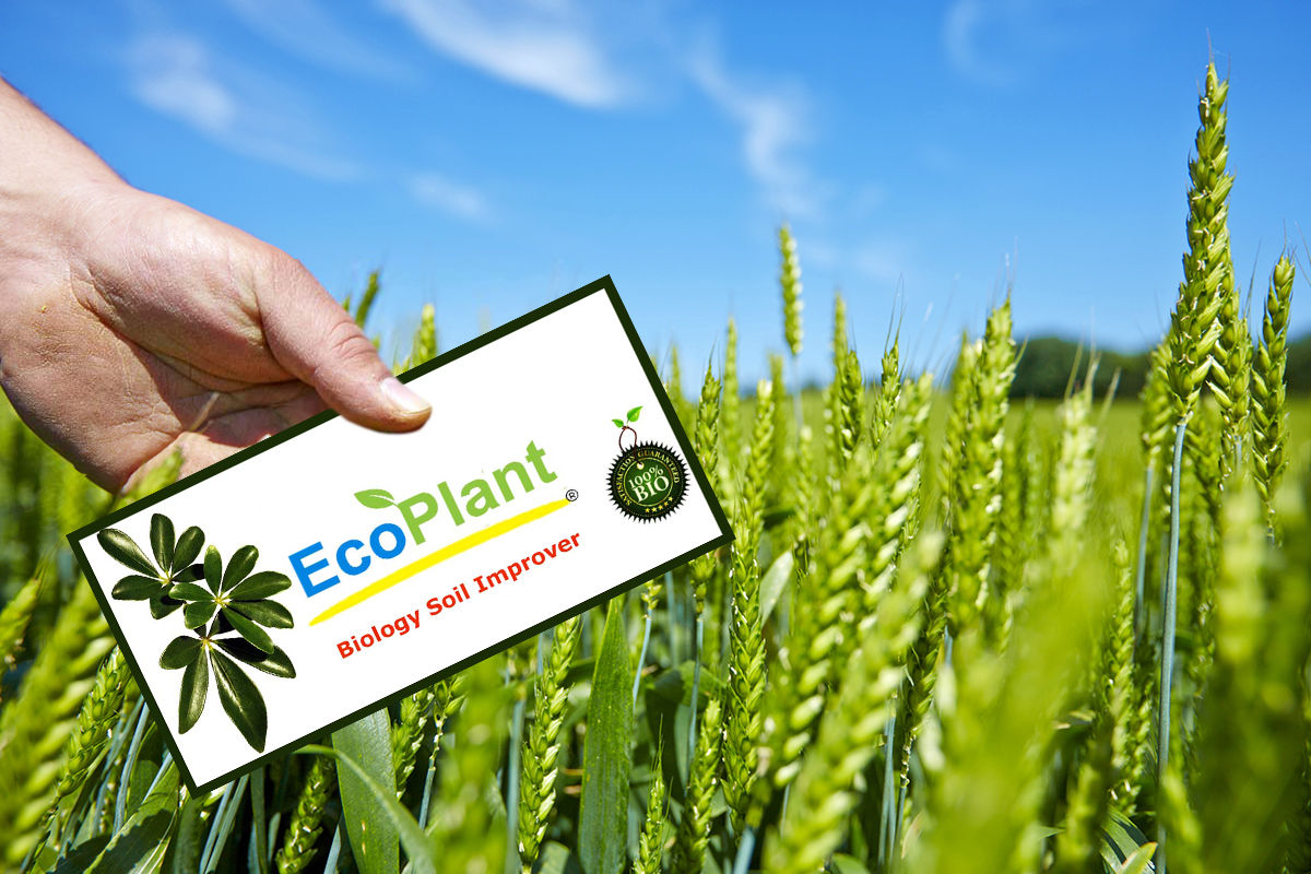 Home - EcoPlant